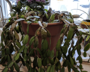 How to Revive a Christmas Cactus That is Neglected – In 6 Steps – Citycacti