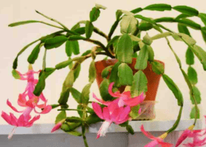 Christmas Cactus Root Rot: Signs + How to Treat | Citycacti