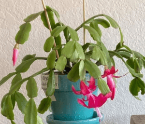 5 Reasons Christmas Cactus is Drooping and What to Do – Citycacti