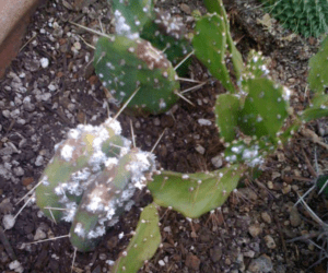 What’s the White Fuzz on Succulents? What to Do – Citycacti