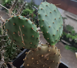 Why is My Cactus Turning Brown? 5 Reasons + What to Do – Citycacti