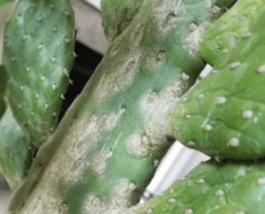 This Cactus That Looks Like Brain : Identification and Care Information ...