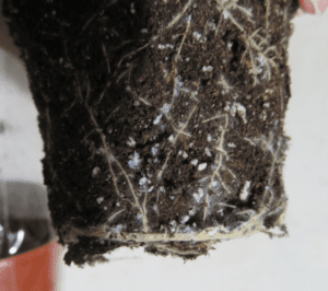 Tiny White Bugs in Houseplant Soil – Identification and What to Do ...