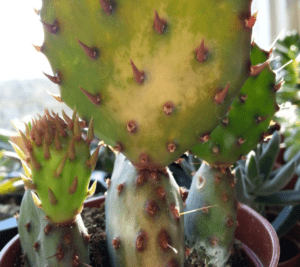 Cactus Sunburn Identification and Treatment – Citycacti