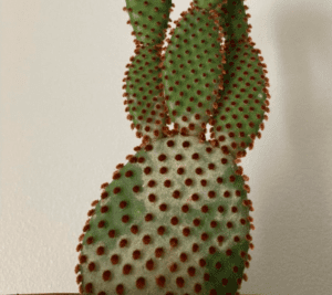 How Do You Get Rid of White Fungus on Cactus – Citycacti