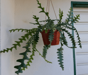 Fishbone Cactus 101: Care and Propagation Guide – Citycacti