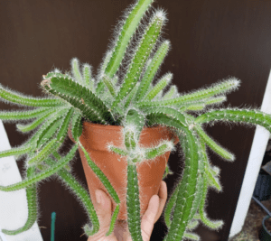 Dog Tail Cactus – Care and Propagation Guide – Citycacti