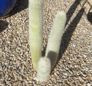 Silver Torch Cactus: Care and Propagation Guide – Citycacti