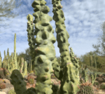6 Thornless Cactus Species (Cacti Without Spines) – Citycacti
