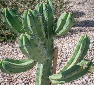 7 Poisonous Cacti Dangerous to Humans and Pets – Citycacti