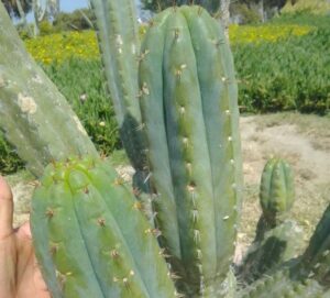 7 Poisonous Cacti Dangerous to Humans and Pets – Citycacti