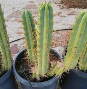 7 Poisonous Cacti Dangerous to Humans and Pets – Citycacti