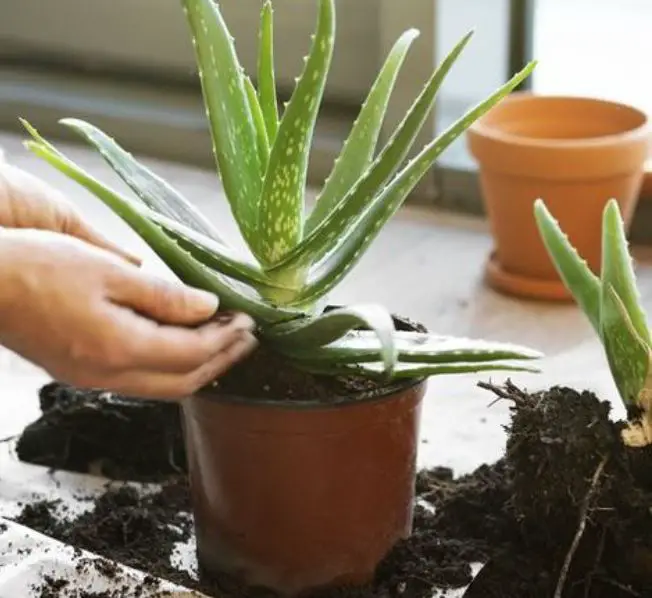 How To Propagate Aloe Vera The Easiest Way Citycacti