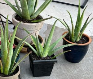 Saving the Endangered Spiral Aloe Plant: How to Grow and Care – Citycacti