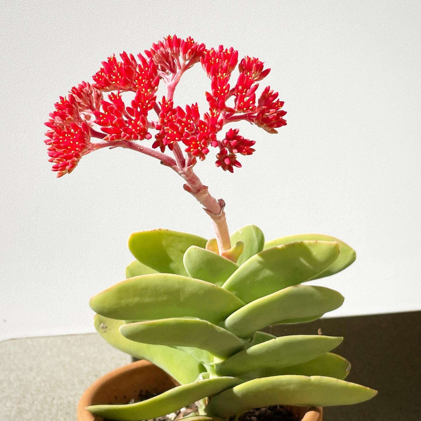 Propeller Plant Care Info: How to Grow and Maintain Crassula falcata ...
