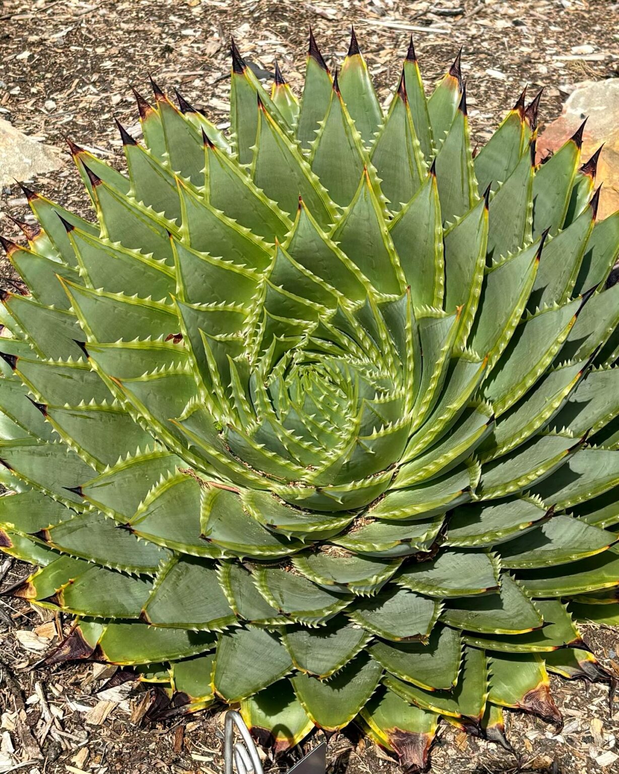 Saving the Endangered Spiral Aloe Plant: How to Grow and Care – Citycacti