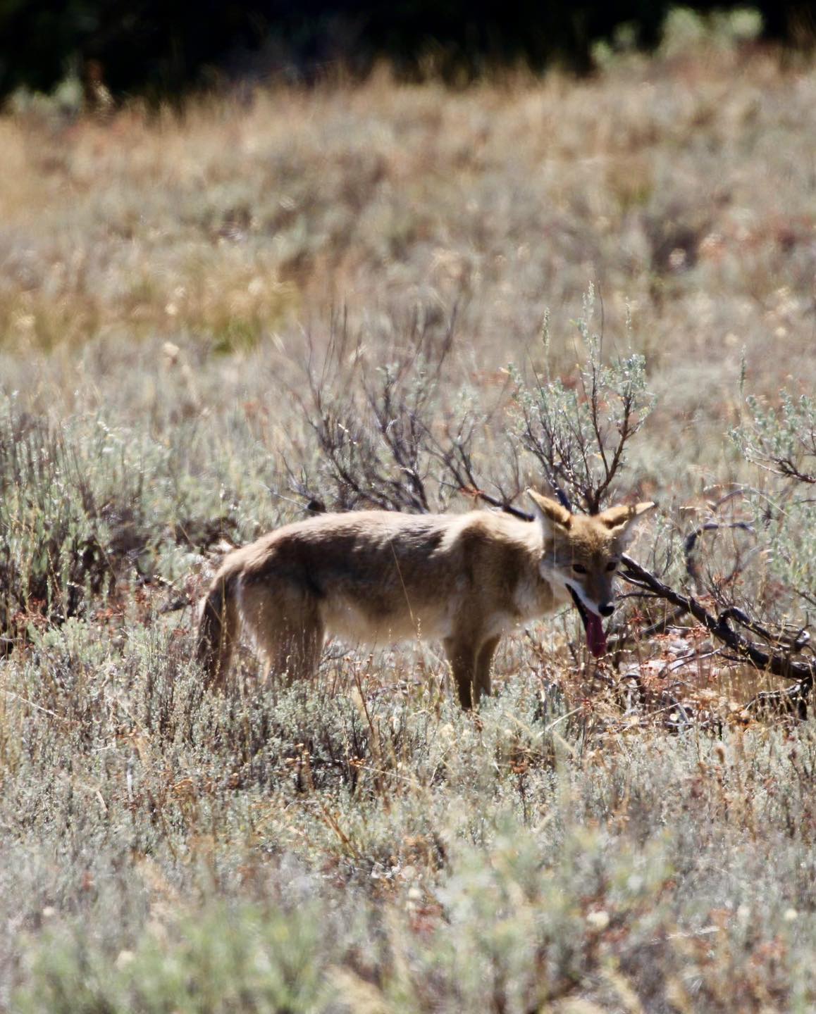 9 Animals that Eat Cactus Plants: Pictures and Info – Citycacti