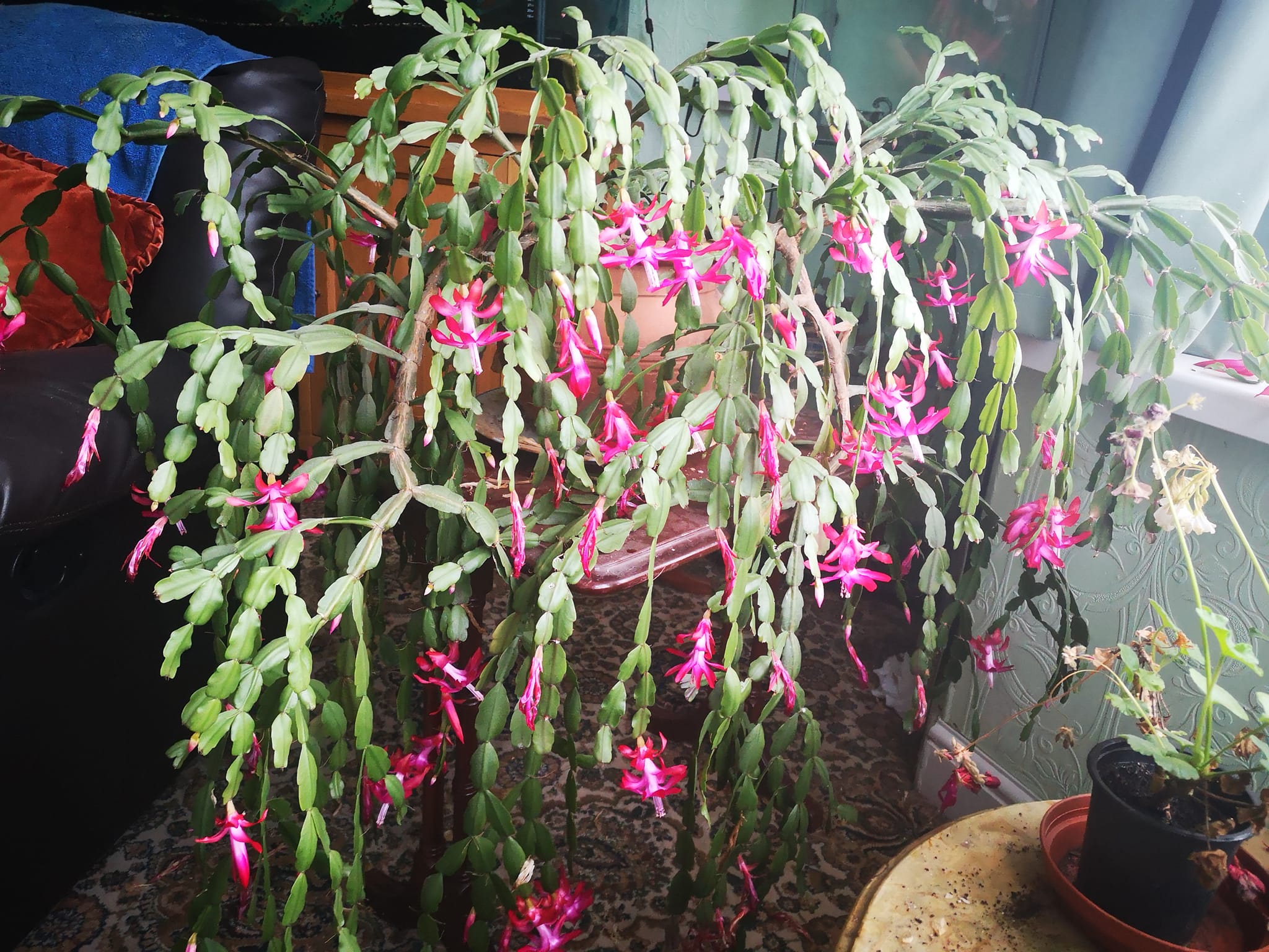 5 Reasons Christmas Cactus is Drooping and What to Do – Citycacti