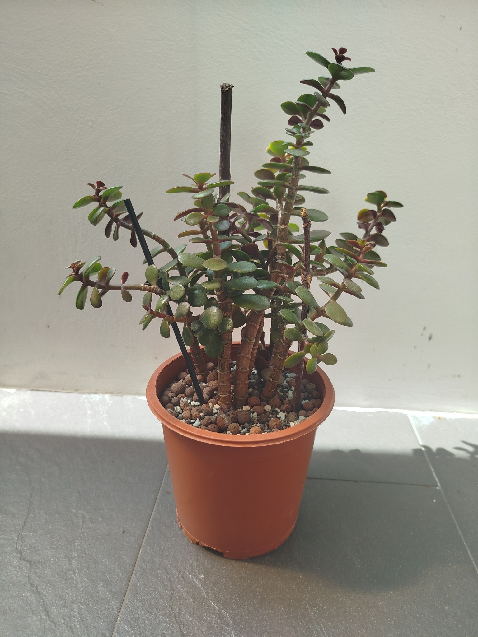 25 Types of Jade Plant: Identification and Care Details – Citycacti