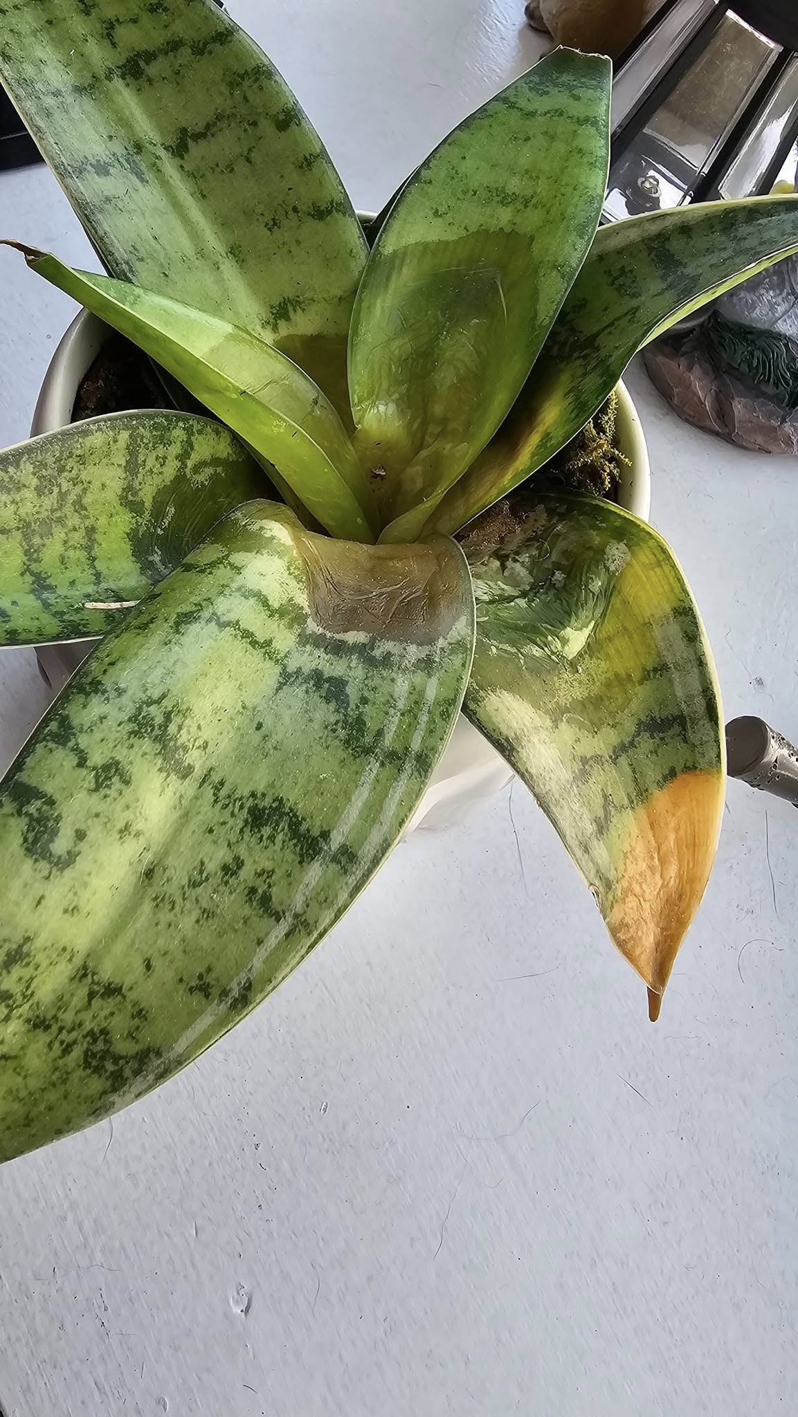 Explained: How Do You Take Care of String of Tears Plant ? – Citycacti