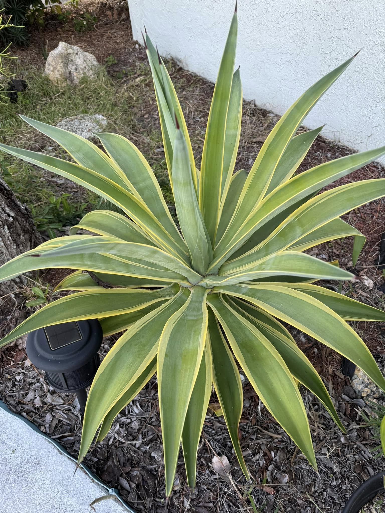 Understanding Agave Cold Tolerance: How These Tough Succulents Survive ...
