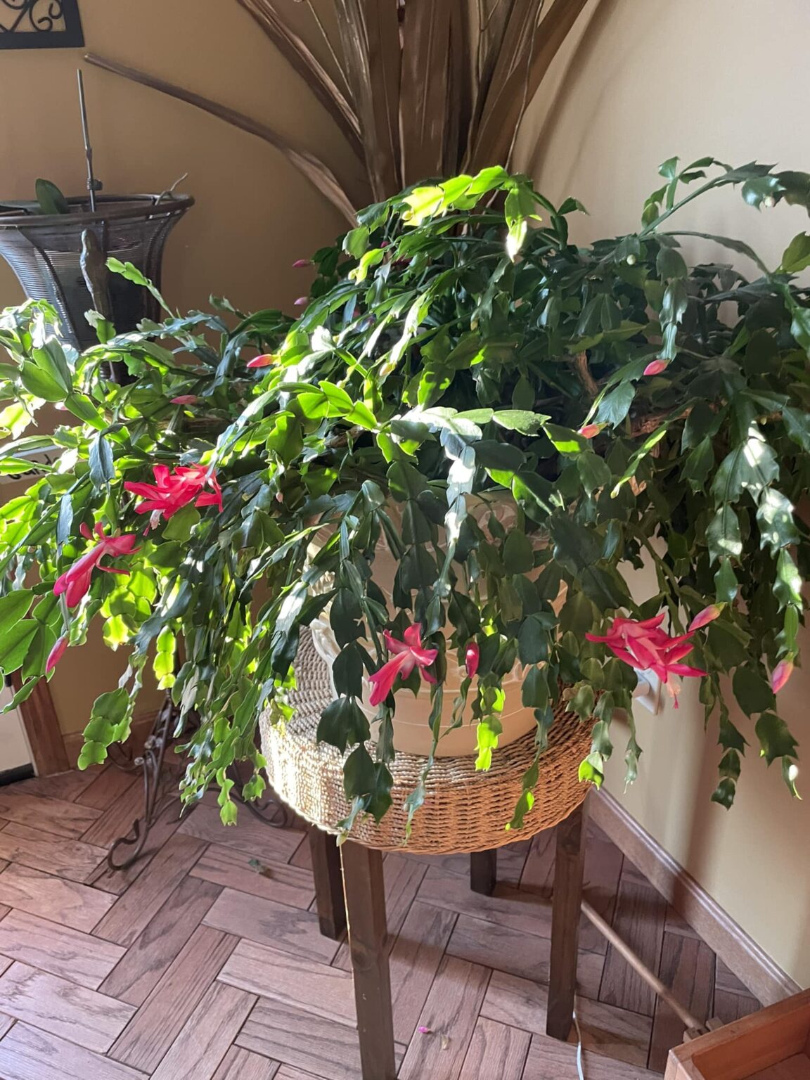 Types of Christmas Cactus Colors and Pictures – Citycacti