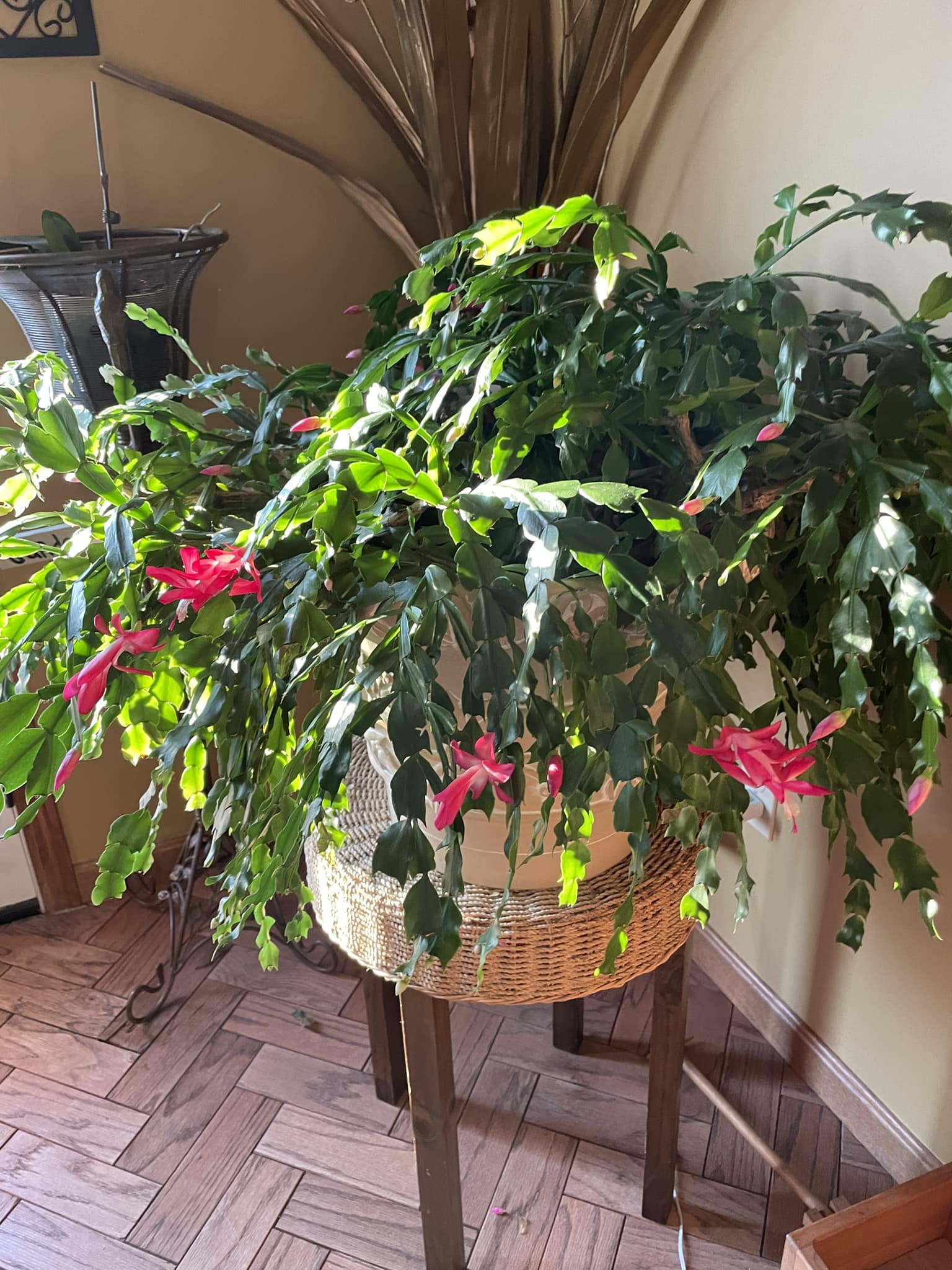 How to Care for Your Thanksgiving Cactus Indoors: A Simple Guide for ...