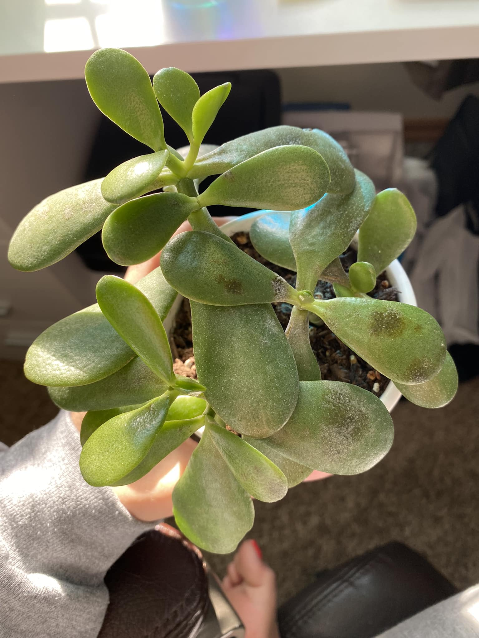 When and How to Repot Jade Plant (Crassula ovata) – Citycacti