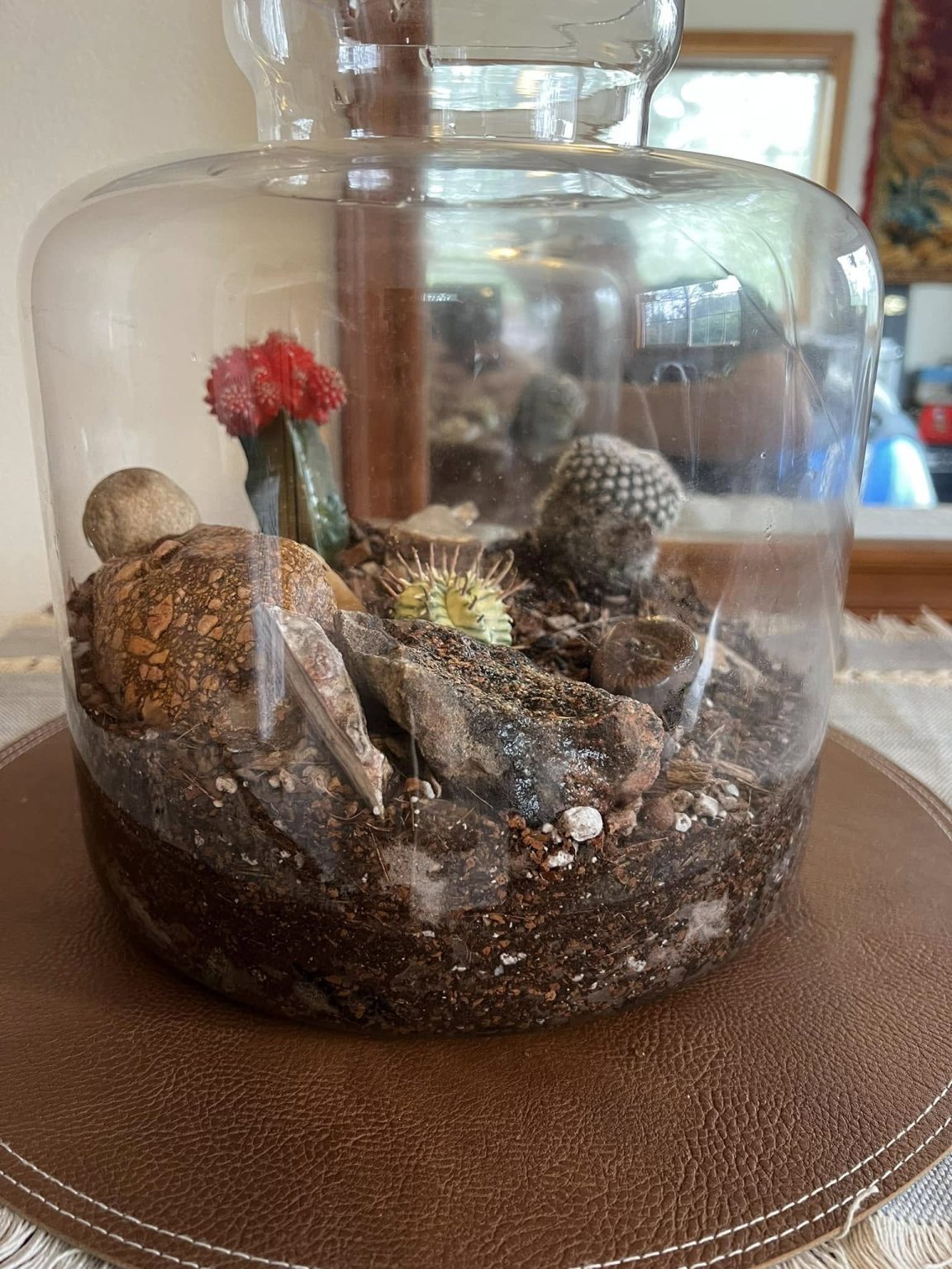 How to Make a Cactus Terrarium – Ultimate Guide – Citycacti