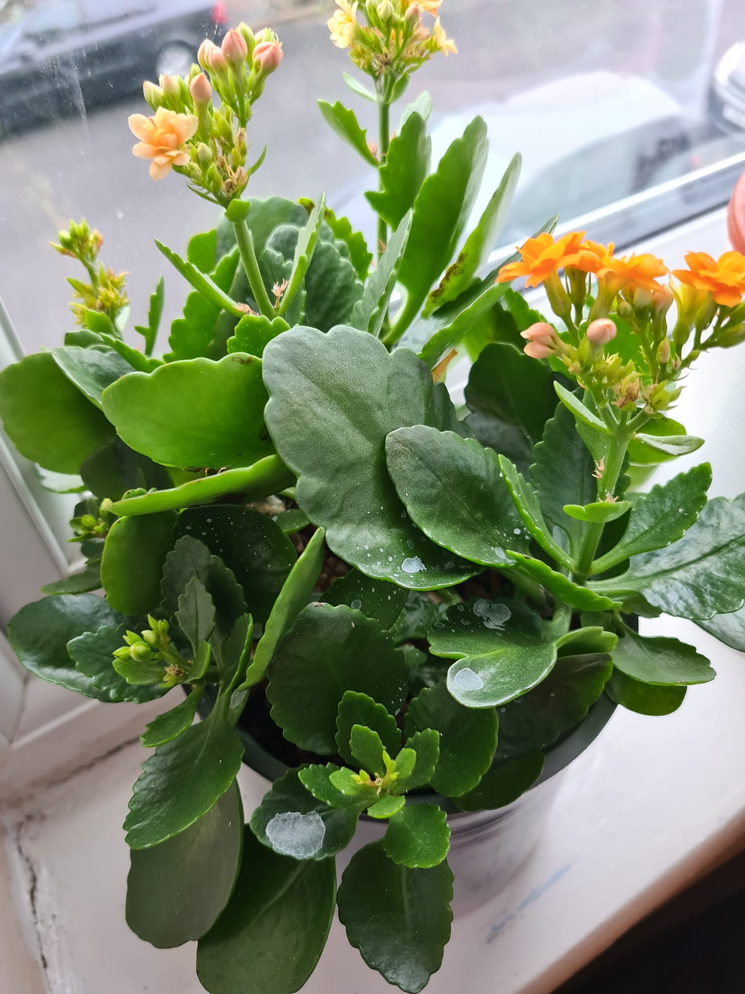 Lighting Up Your Flaming Katy: Light Requirements for Kalanchoe ...