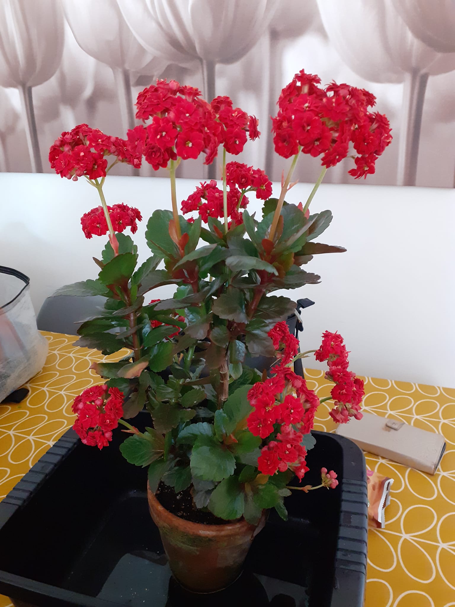 Lighting Up Your Flaming Katy: Light Requirements for Kalanchoe ...