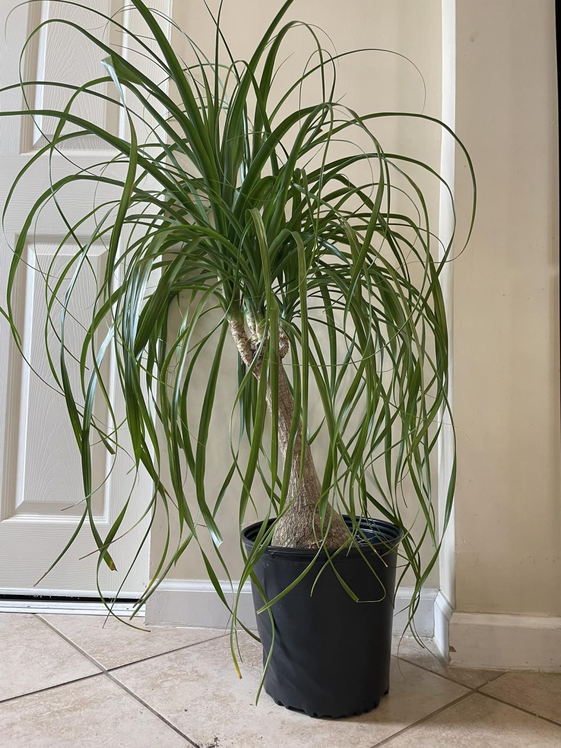 Beginners Guide: Tips for Growing Ponytail Palm in Your Home – Citycacti