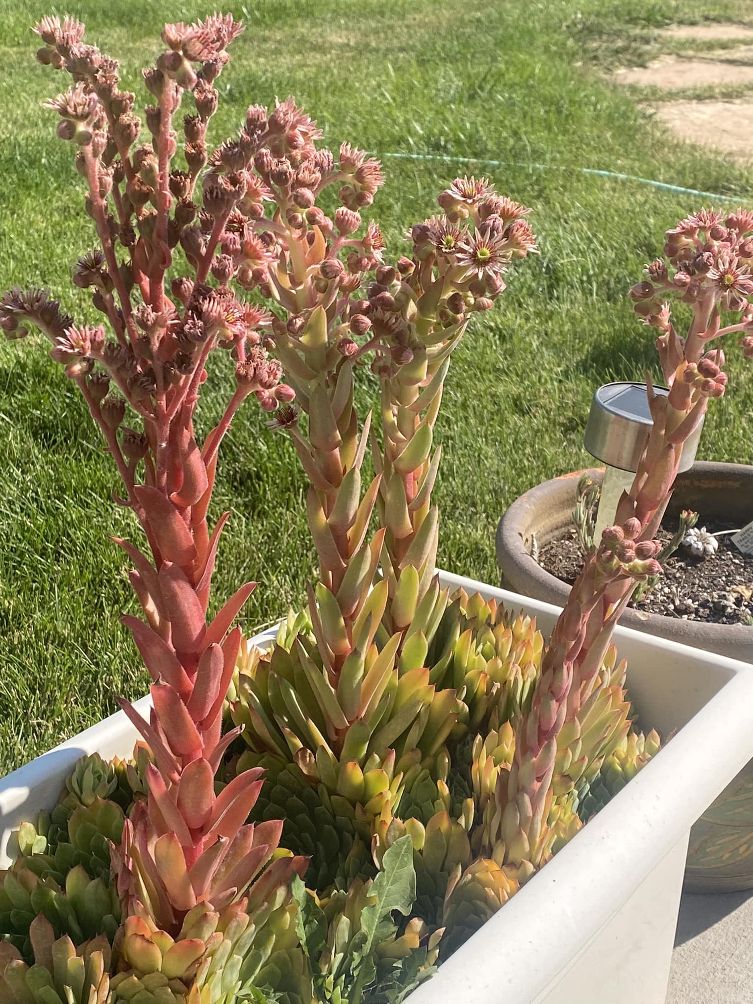 Indian Corn Cob Plant Info: How to Grow and Care for Euphorbia ...