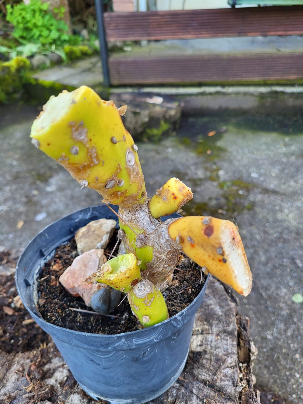 Cactus Rot: Identification + How to Save a Rotting Cactus – Citycacti