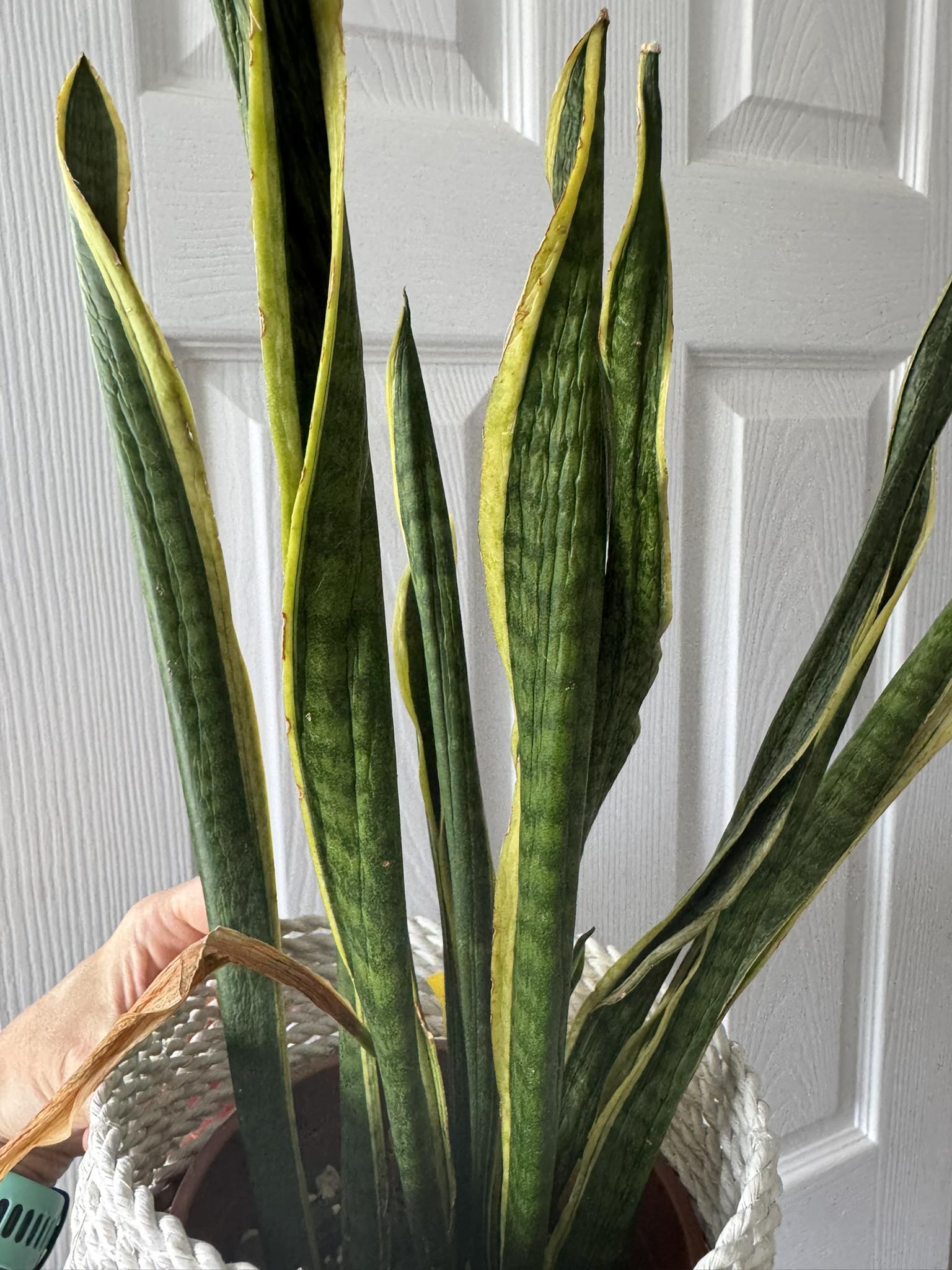 25 Snake Plant Varieties: Identification and Care Tips - Citycacti
