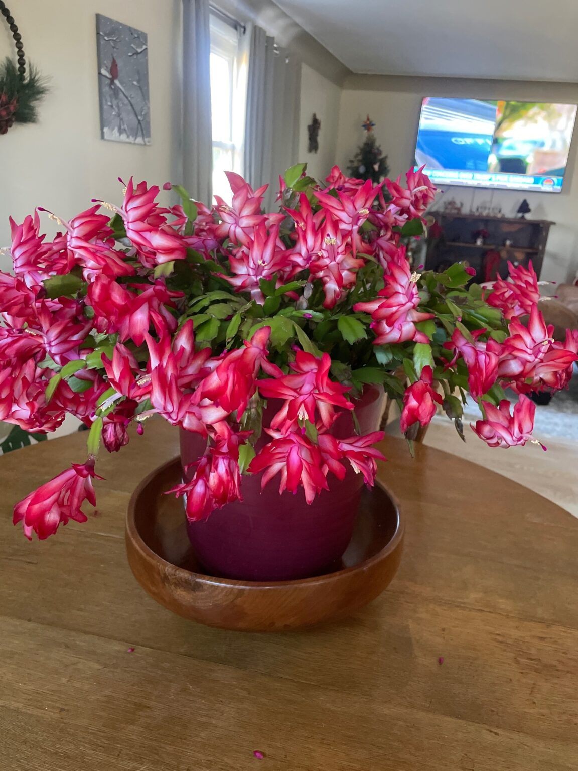 How to Care for Your Thanksgiving Cactus Indoors: A Simple Guide for ...