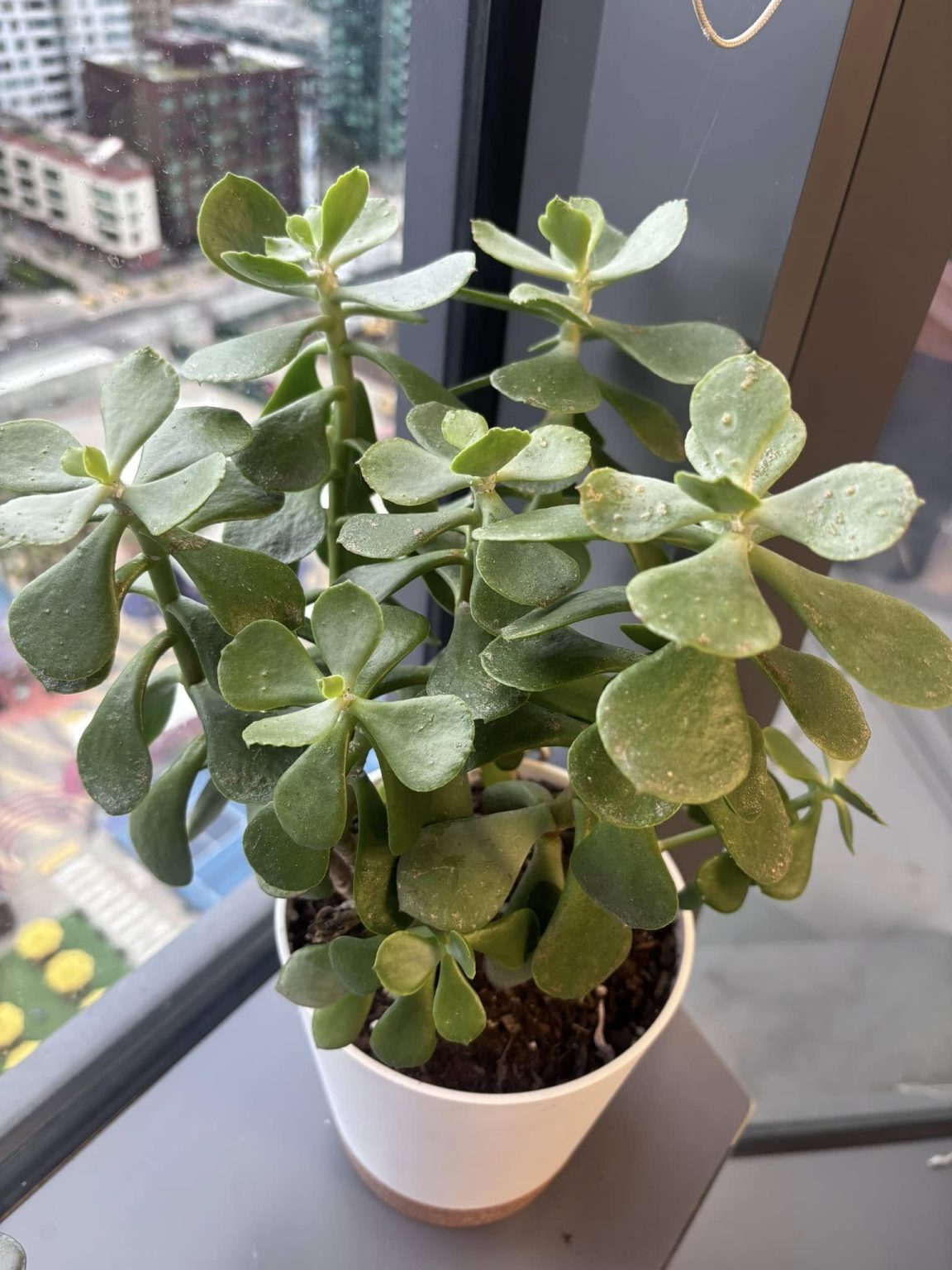 25 Types of Jade Plant: Identification and Care Details – Citycacti