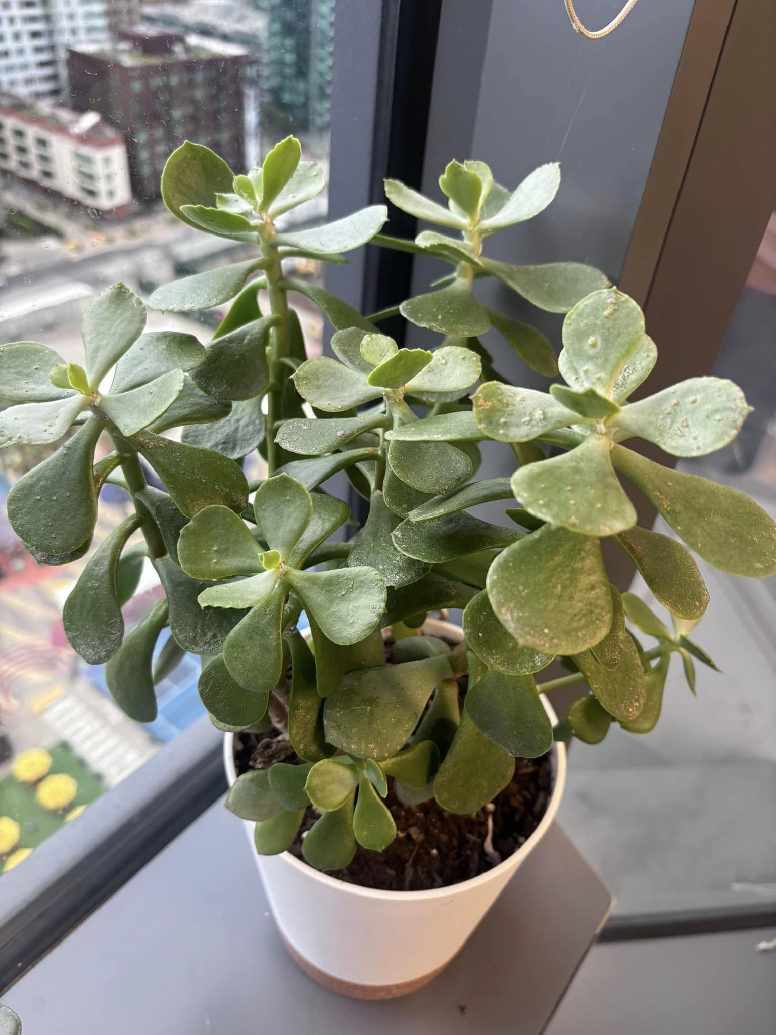 What to Do With Agave Stalk (After Flowering) – Citycacti