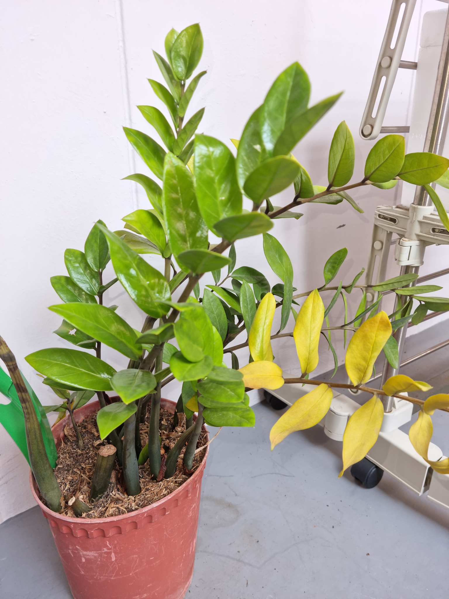 8 Common ZZ Plant Problems (And Their Troubleshooting Tips) – Citycacti