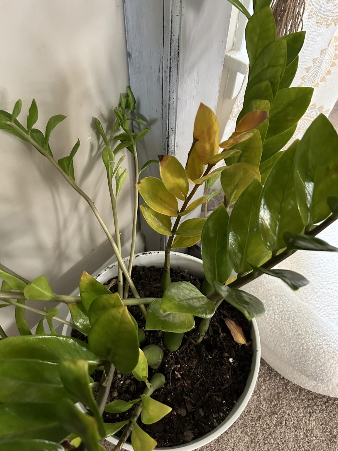 8 Common ZZ Plant Problems (And Their Troubleshooting Tips) – Citycacti