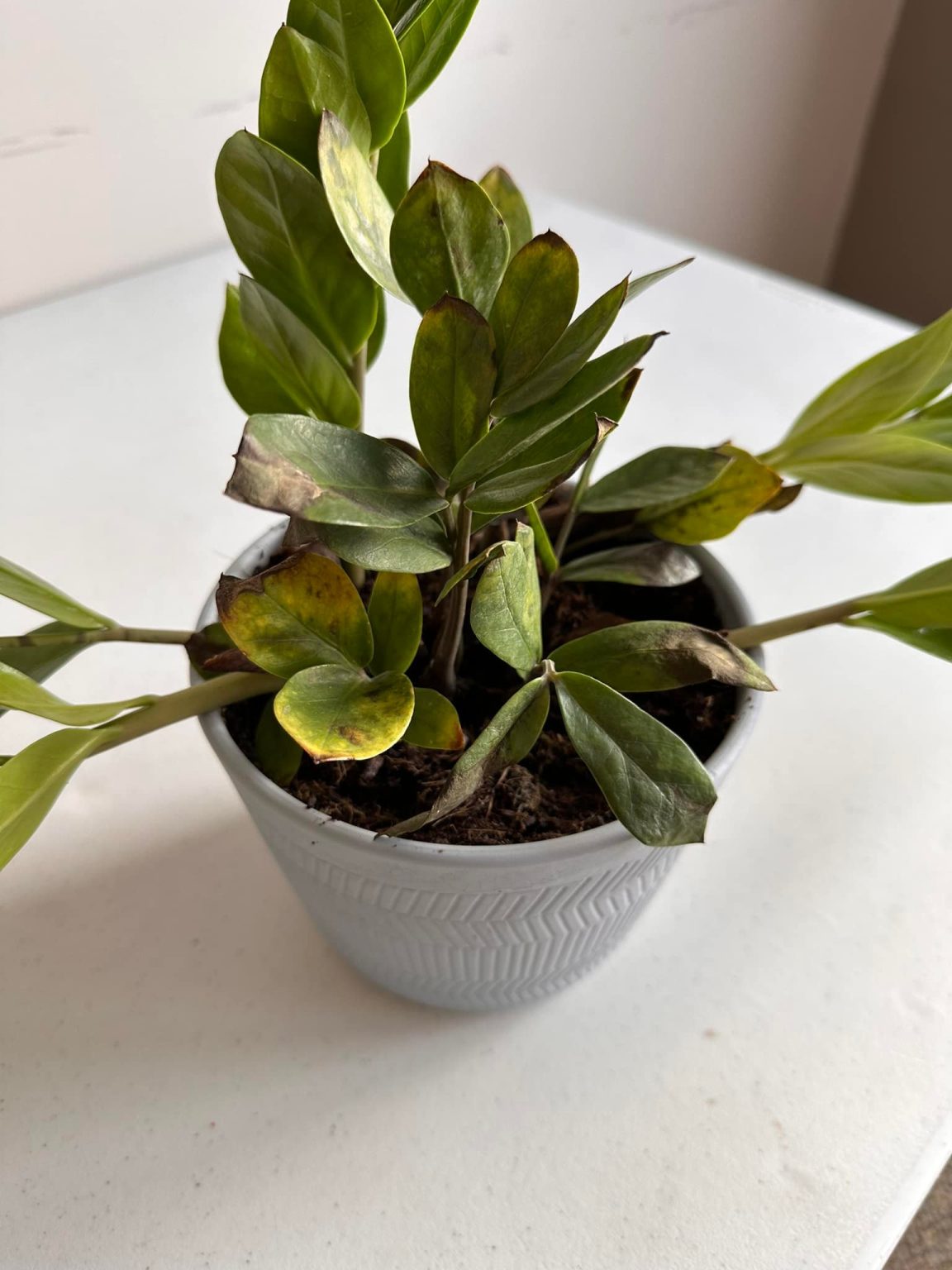 8 Common ZZ Plant Problems (And Their Troubleshooting Tips) – Citycacti