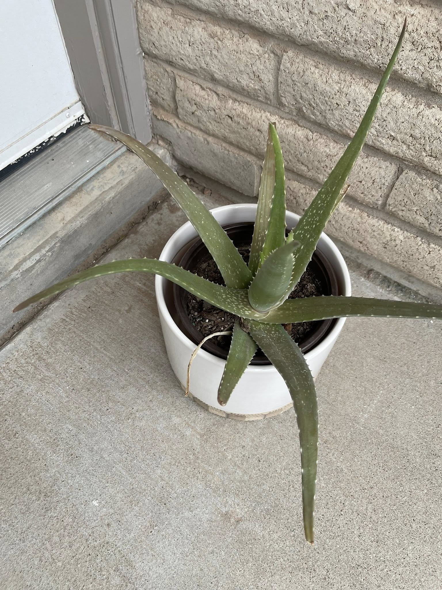 25 Types of Aloe Plants: Identification and Growing Guide – Citycacti