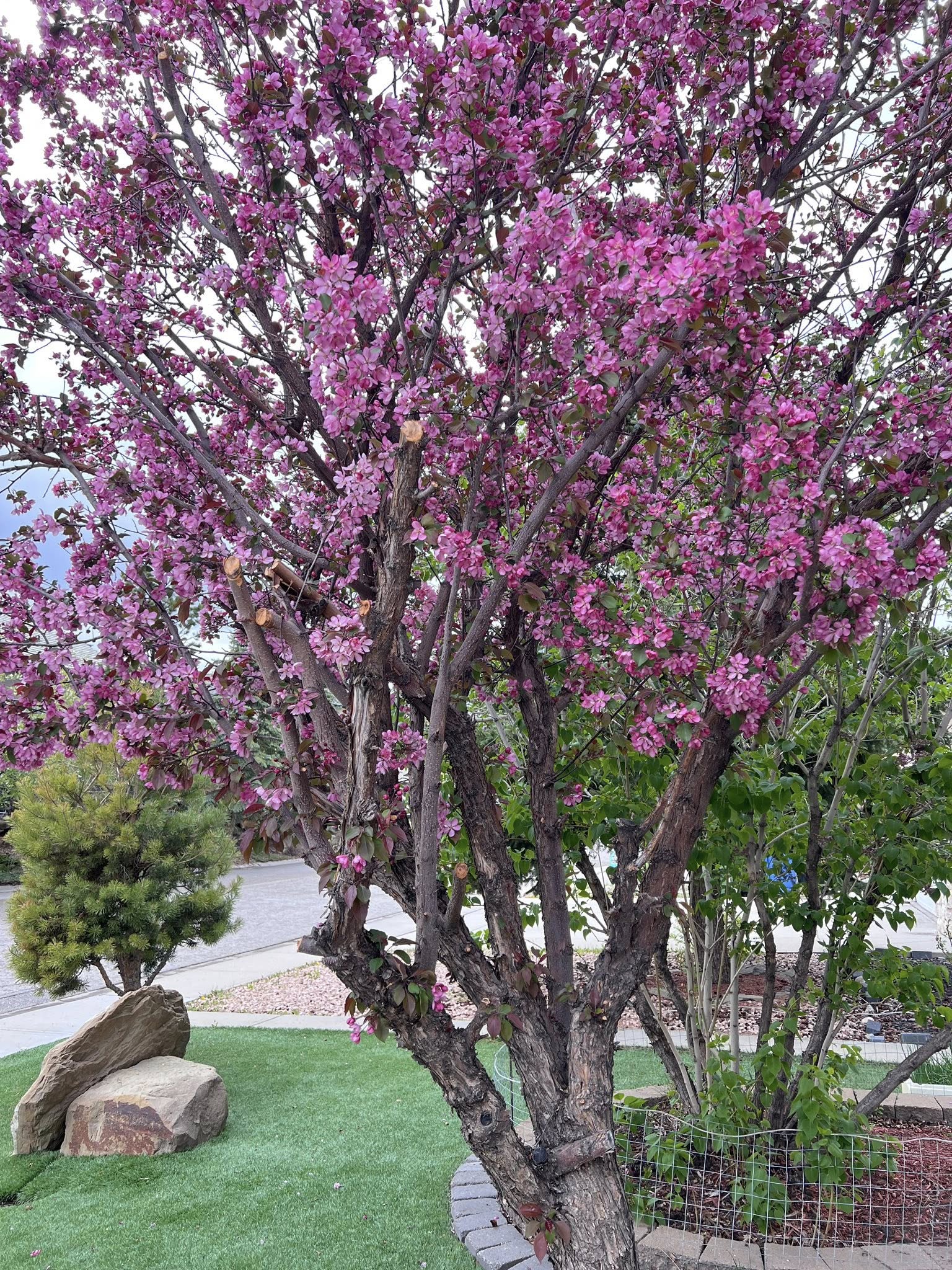 10 Fragrant Trees with Sweet Scents to Elevate Your Landscape – Citycacti