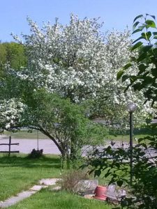 15 Stunning Trees with White Flowers: Identification Features and Care ...