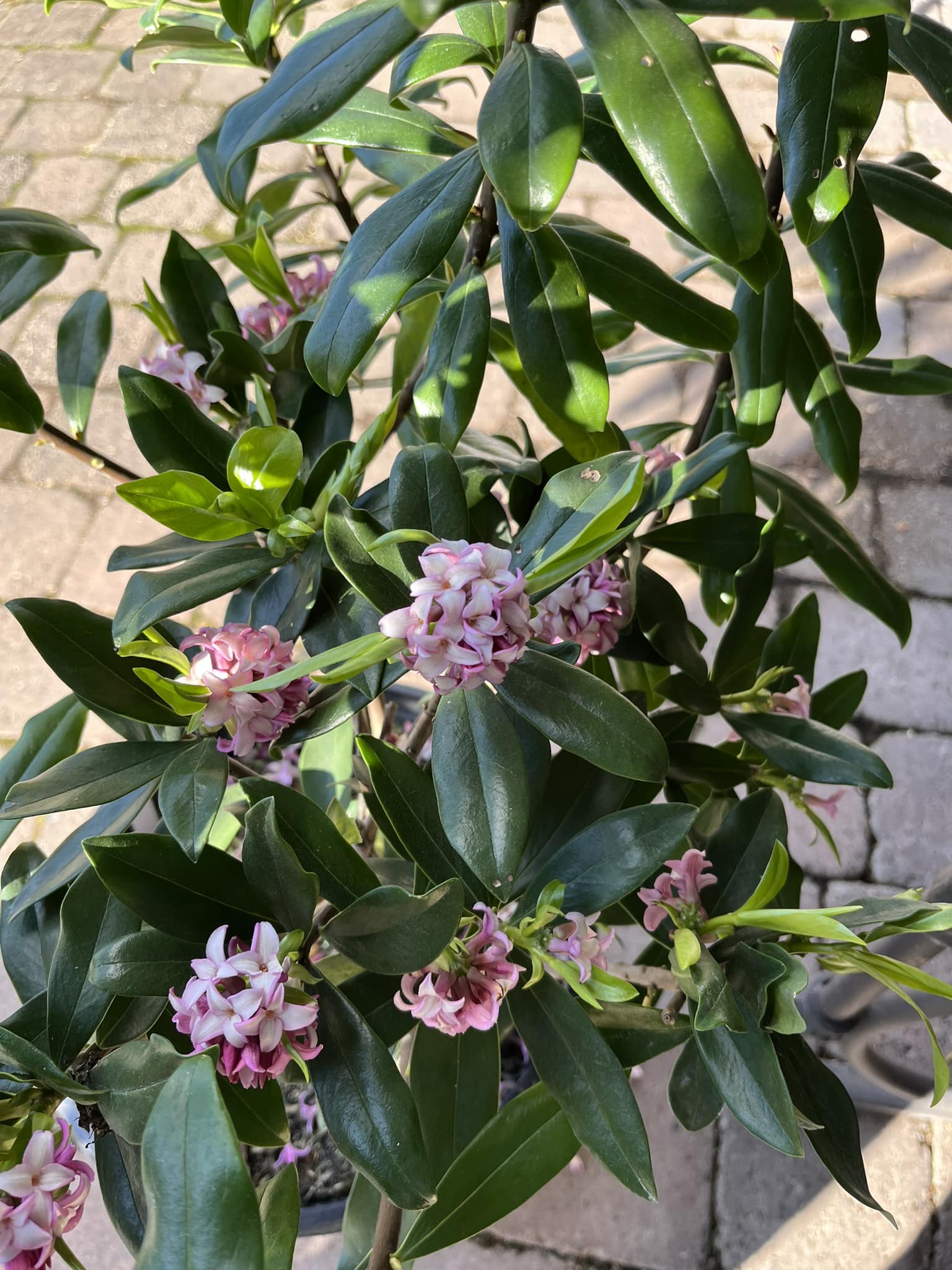 15 Vibrant Winter Flowers to Brighten Your Cold-Season Garden – Citycacti