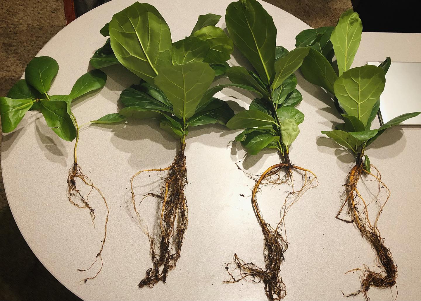 3 Methods for Propagating Fiddle Leaf Fig: How to Expand Your ...