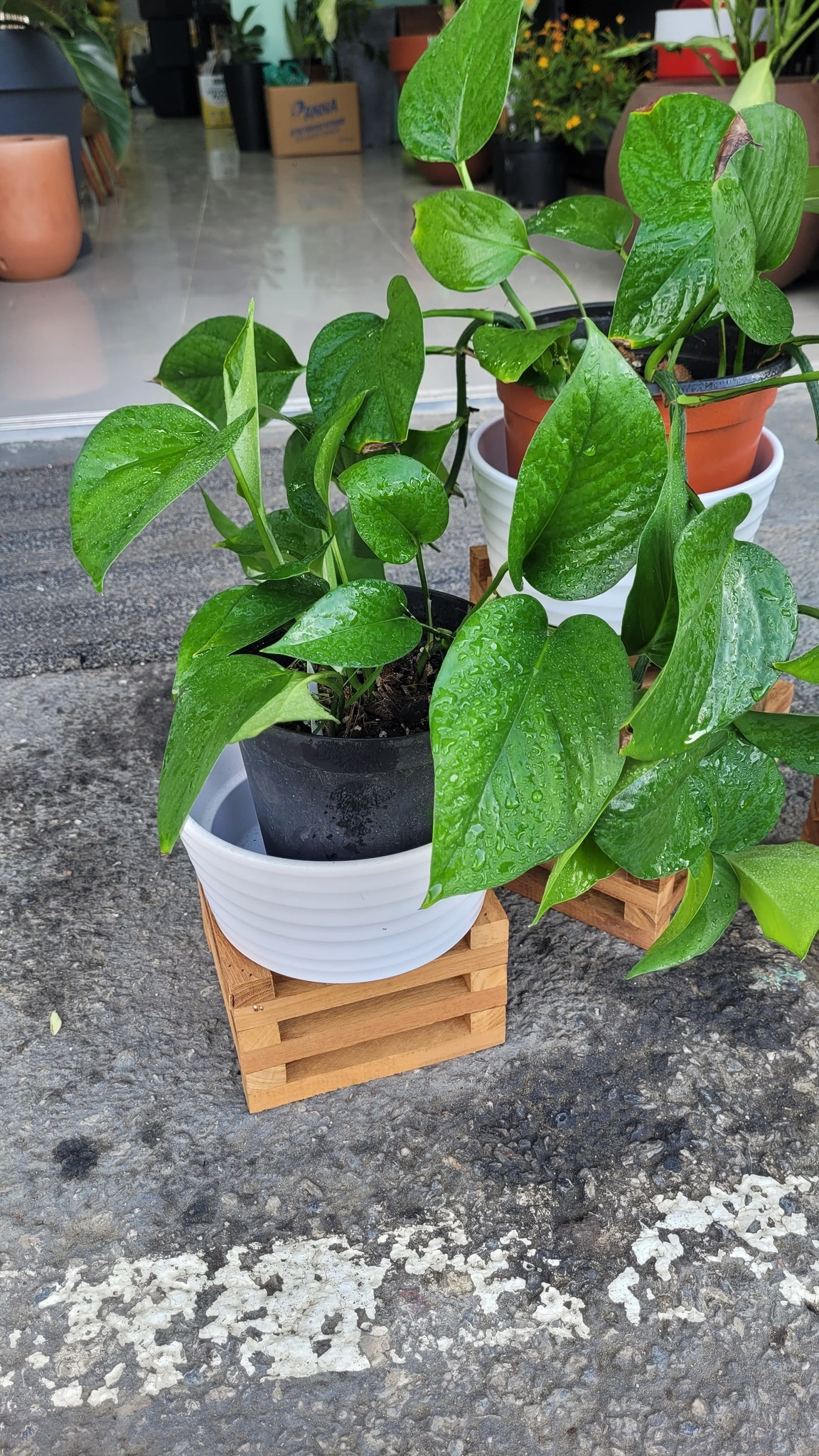 15 Types of Pothos: Variety Identification and Pictures – Citycacti