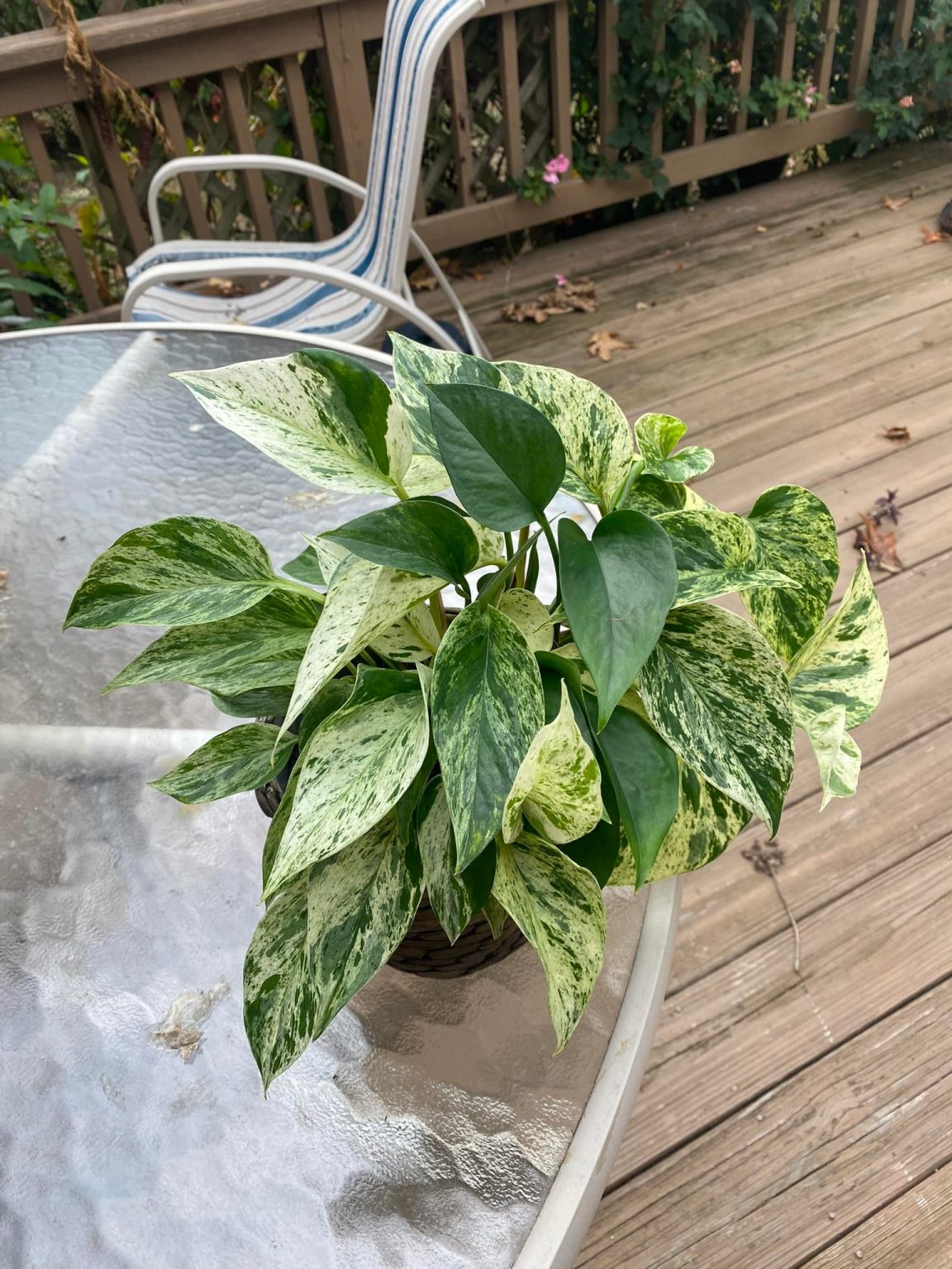 15 Types of Pothos: Variety Identification and Pictures – Citycacti