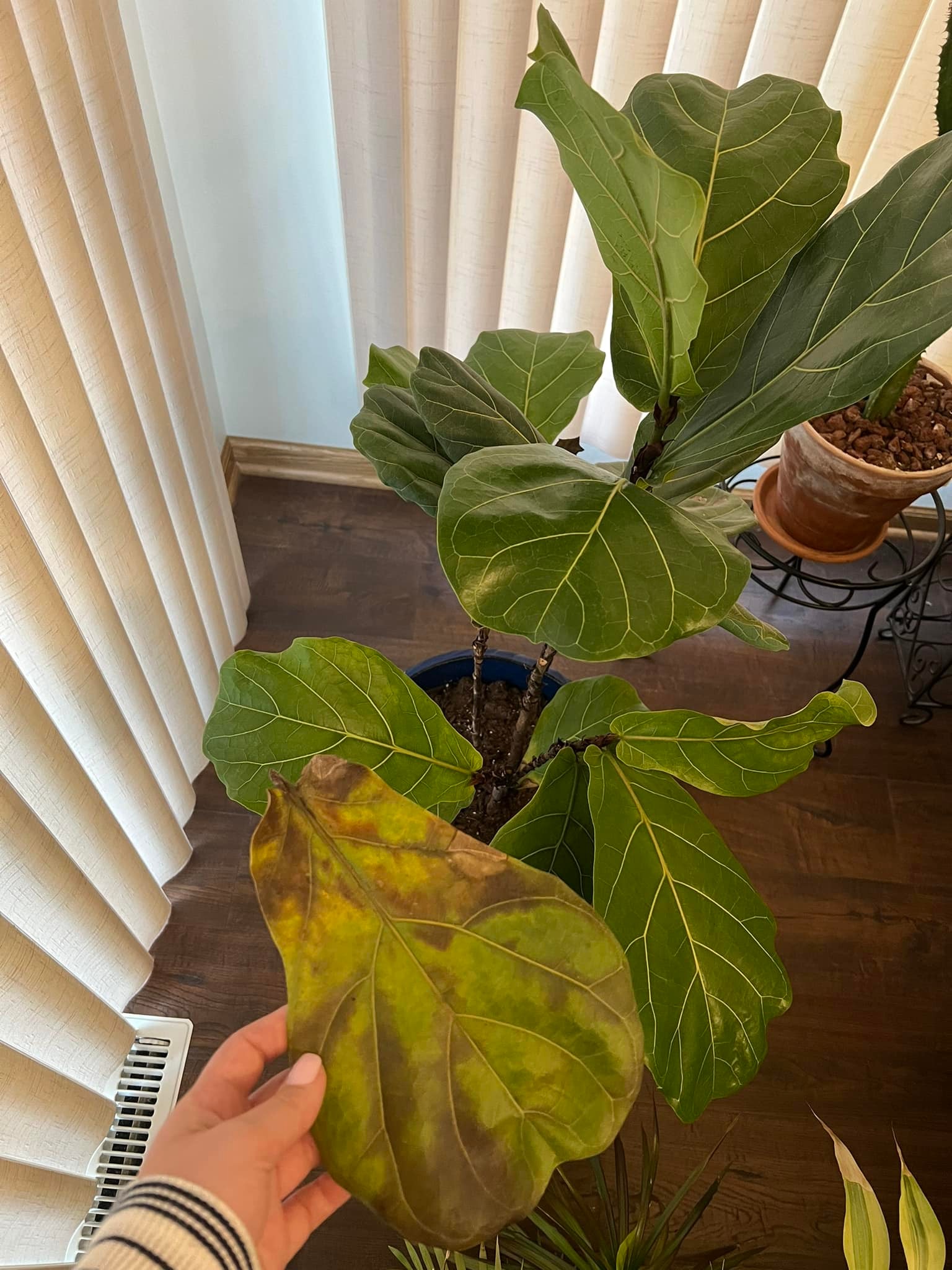 7 Reasons: Why Is My Fiddle Leaf Fig Dropping Leaves? – Citycacti