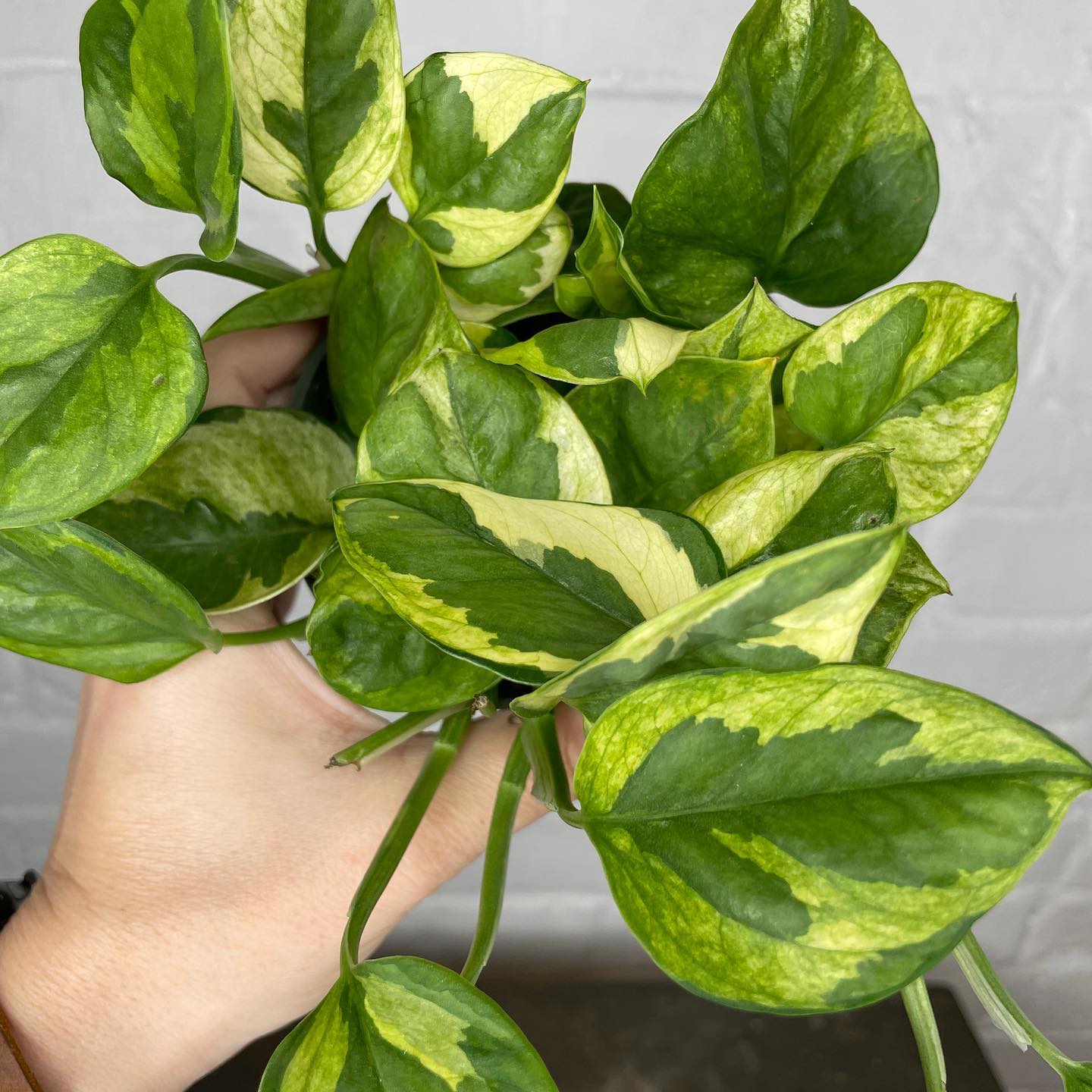 15 Types of Pothos: Variety Identification and Pictures – Citycacti